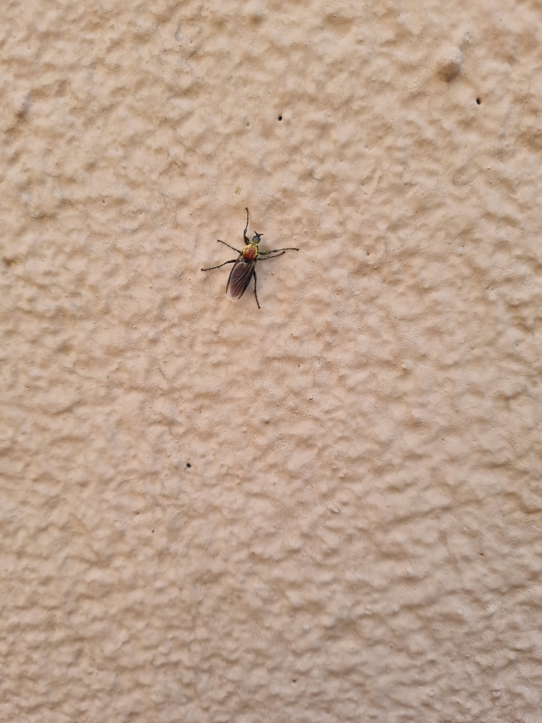 Flies in April 2022 by starcatcher137 · iNaturalist