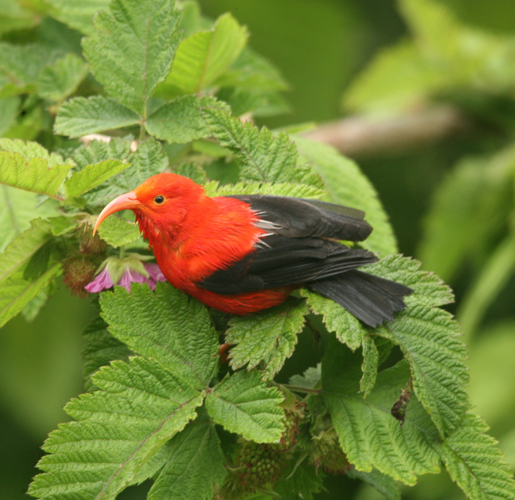ʻIʻiwi (Unique birds worldwide) · iNaturalist