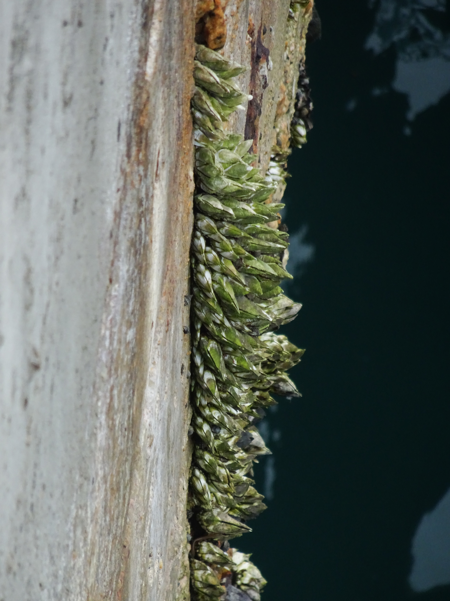 Capitulum mitella (Linnaeus, 1758)