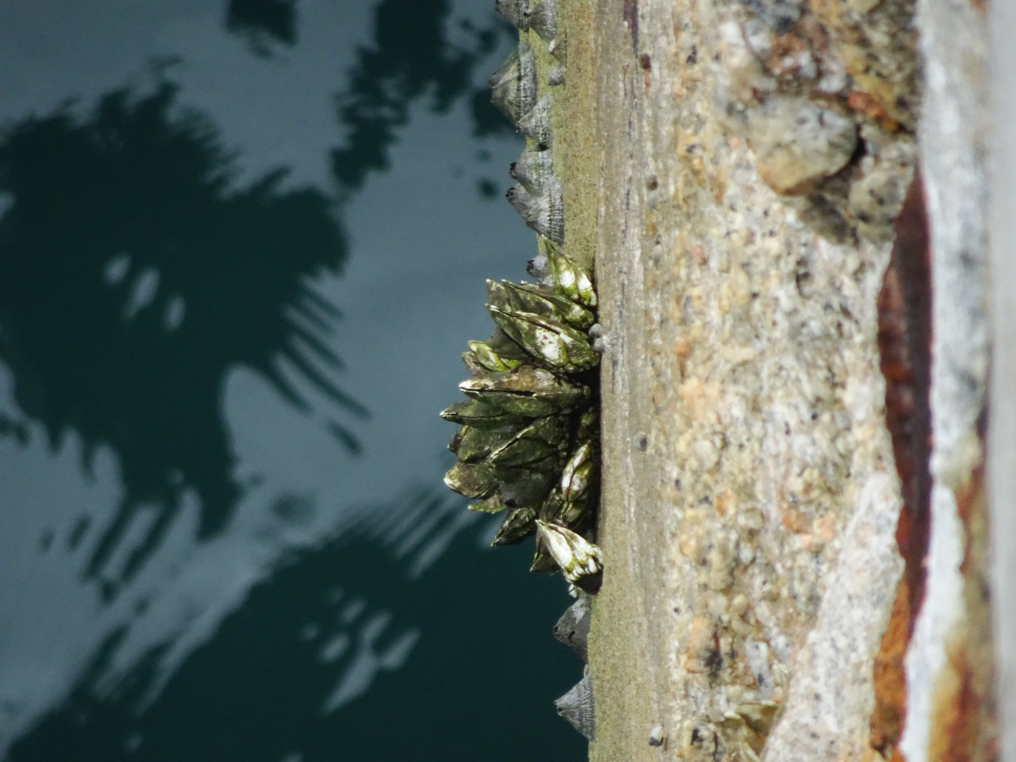 Capitulum mitella (Linnaeus, 1758)