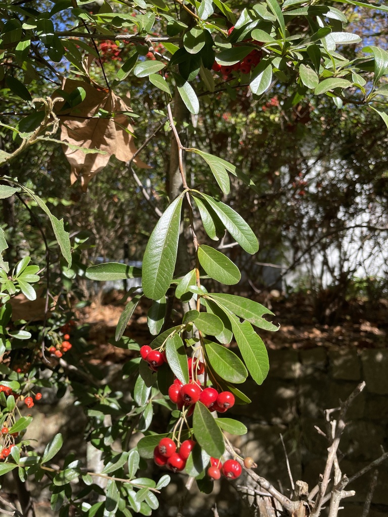 Maleae from Table Mountain National Park, Cape Town, WC, ZA on April 30 ...