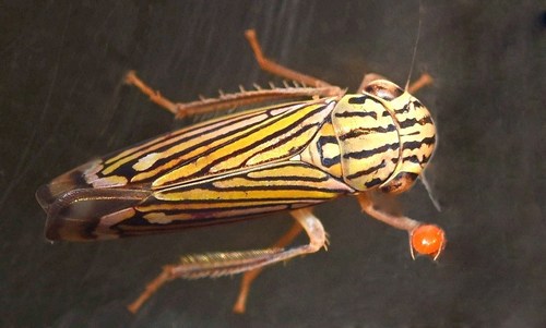 Apogonalia histrio · iNaturalist