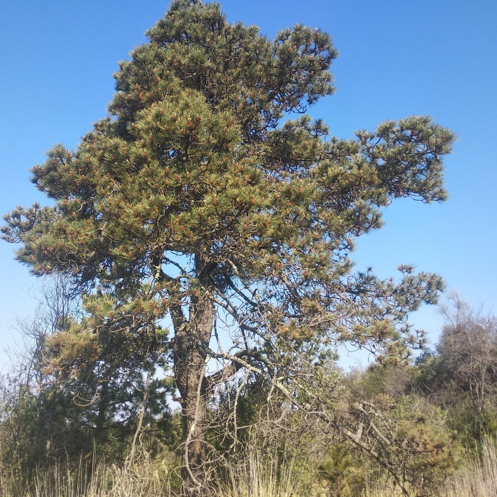 Teocote pine from Puebla, Pue., México on April 29, 2022 at 09:14 AM by ...