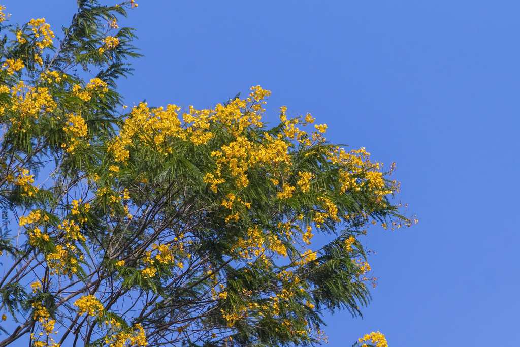 Senna multijuga from Linhares, ES, Brasil on May 09, 2020 at 10:44 AM ...
