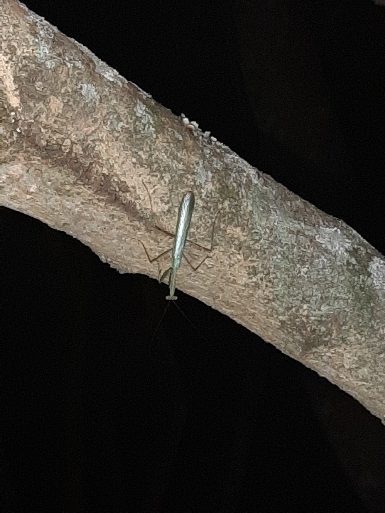 South African Mantis from Campher's Drift, George, 6529, South Africa ...