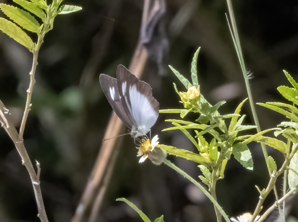 Chocolate Albatross from Liquica, Timor-Leste on April 29, 2022 at 11: ...