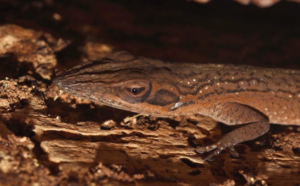 Anolis porcatus aracelyae from Vinales, Kuba on January 2, 2018 at 03: ...