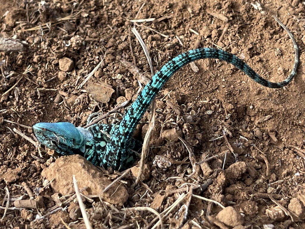 Tree and Bush Lizards (Urosaurus) - Snakes and Lizards