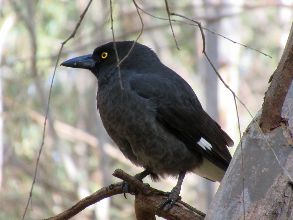 Pied Currawong from Melbourne VIC, Australia on April 30, 2022 at 10:48 ...
