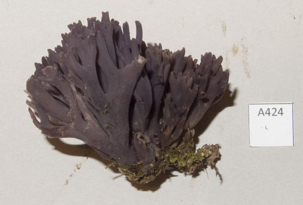 violet coral fungus in May 2015 by Jerry Cooper · iNaturalist