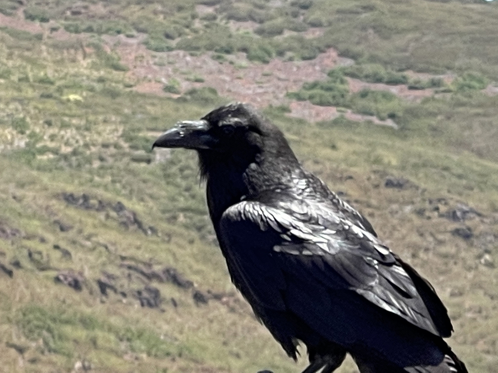 Southwestern Common Raven from Manzanillo, Colima, Mexico on April 22 ...