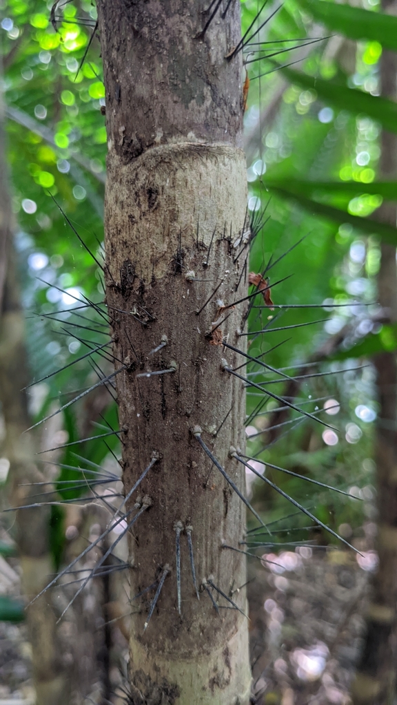 Bactris mexicana from Toledo District, Belize on April 16, 2022 at 11: ...