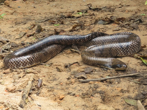 False Water Cobra (Hydrodynastes gigas) - Snakes and Lizards