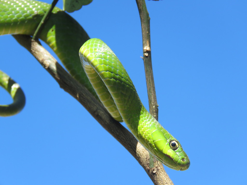 Lichtenstein's Green Racer from (Cutia) Ilha Grande - State of Piauí ...