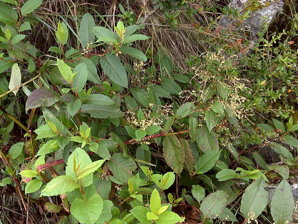 tuber fleeceflower from 台灣嘉義縣 on October 04, 2011 at 11:52 AM by 胡正恆 ...