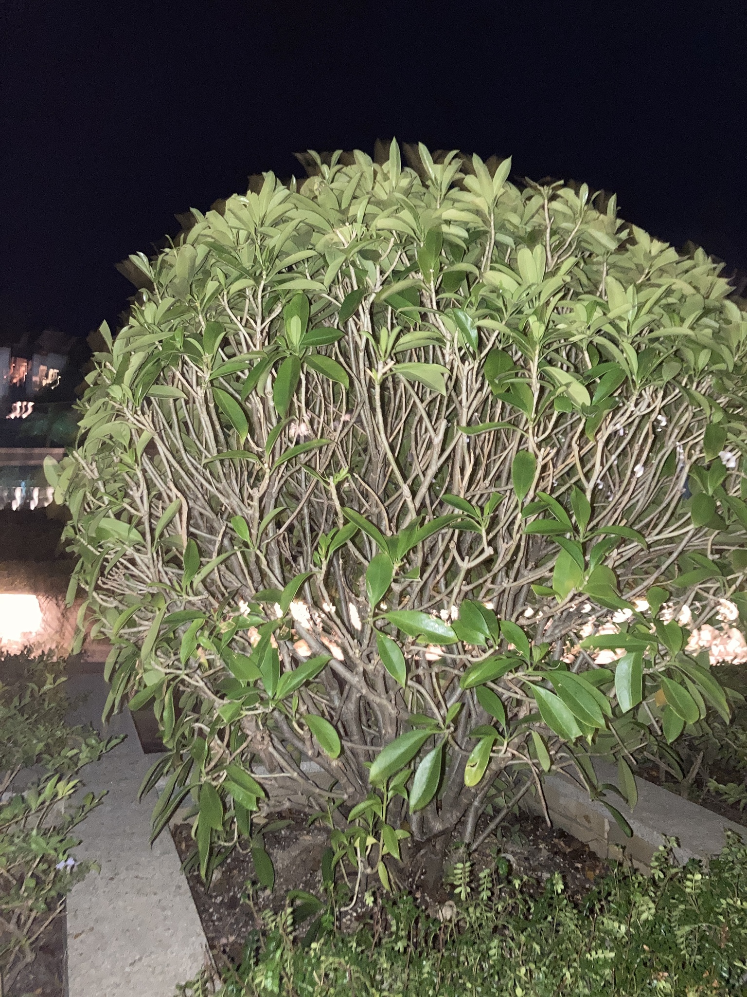 Fagraea ceilanica Thunb.