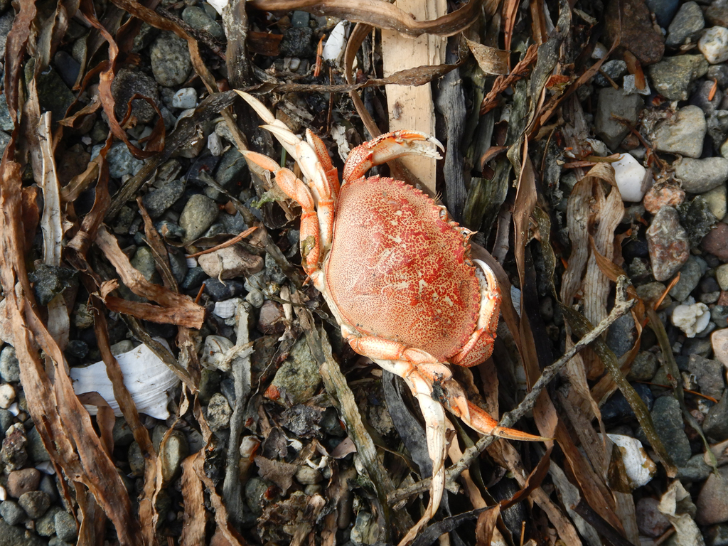 Dungeness Crab from Esquimalt Lagoon, BC on April 29, 2022 at 05:47 PM ...