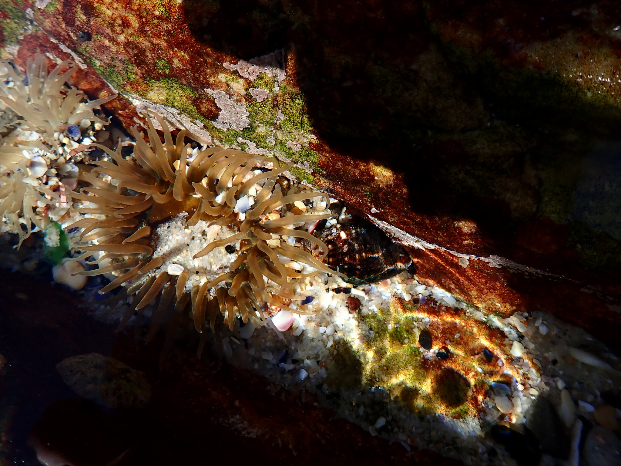 Clionella sinuata (Born, 1778)