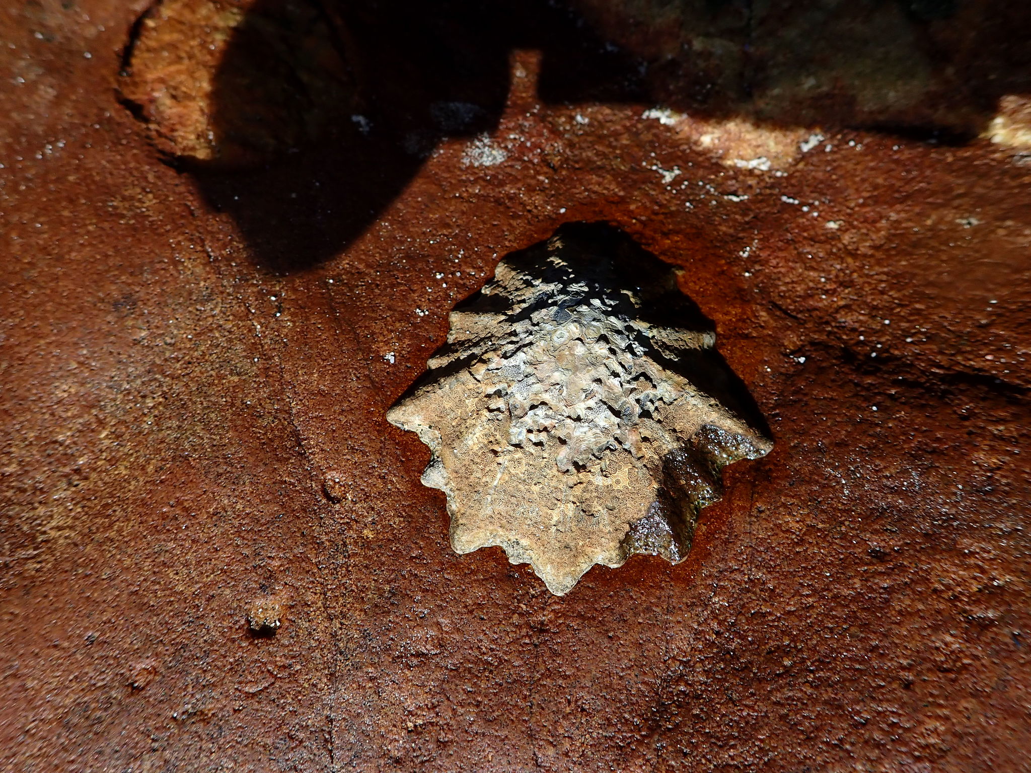 Cymbula oculus (Born, 1778)