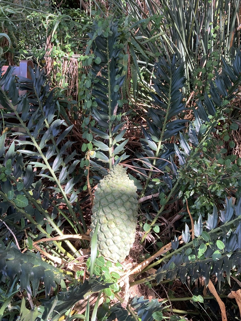 Alexandria Cycad (Encephalartos arenarius) - Botanical Realm