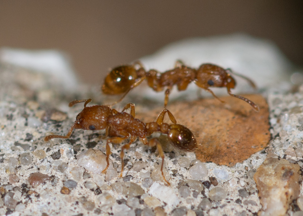 Bicolored Pennant Ant in April 2022 by Tracey Fandre · iNaturalist