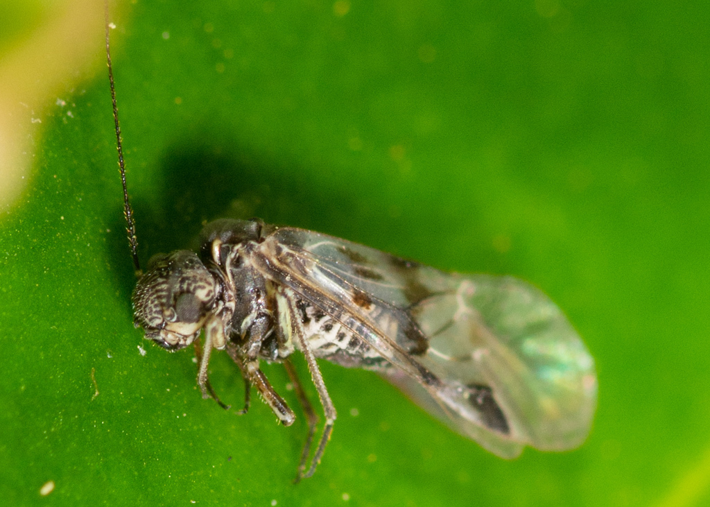 Amphigerontia montivaga in April 2022 by Tracey Fandre · iNaturalist