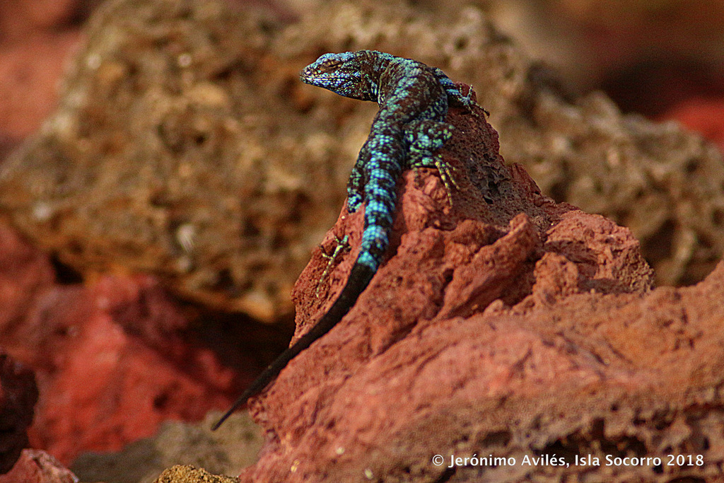 Lagartija de árbol de la isla Socorro (Biodiversidad de Reserva de la ...