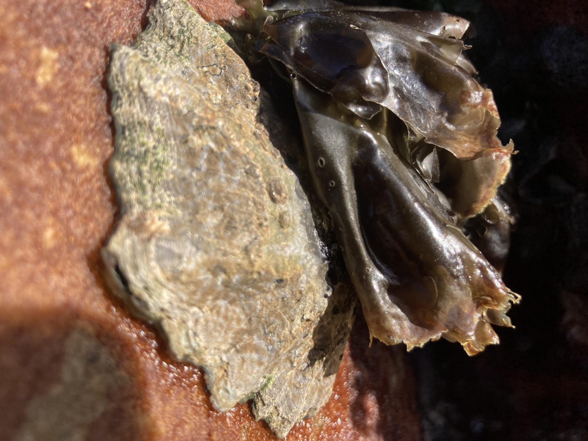 Cymbula oculus (Born, 1778)