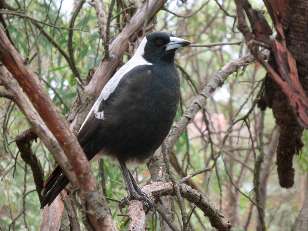 Australian Magpie from Melbourne VIC, Australia on April 30, 2022 at 11 ...