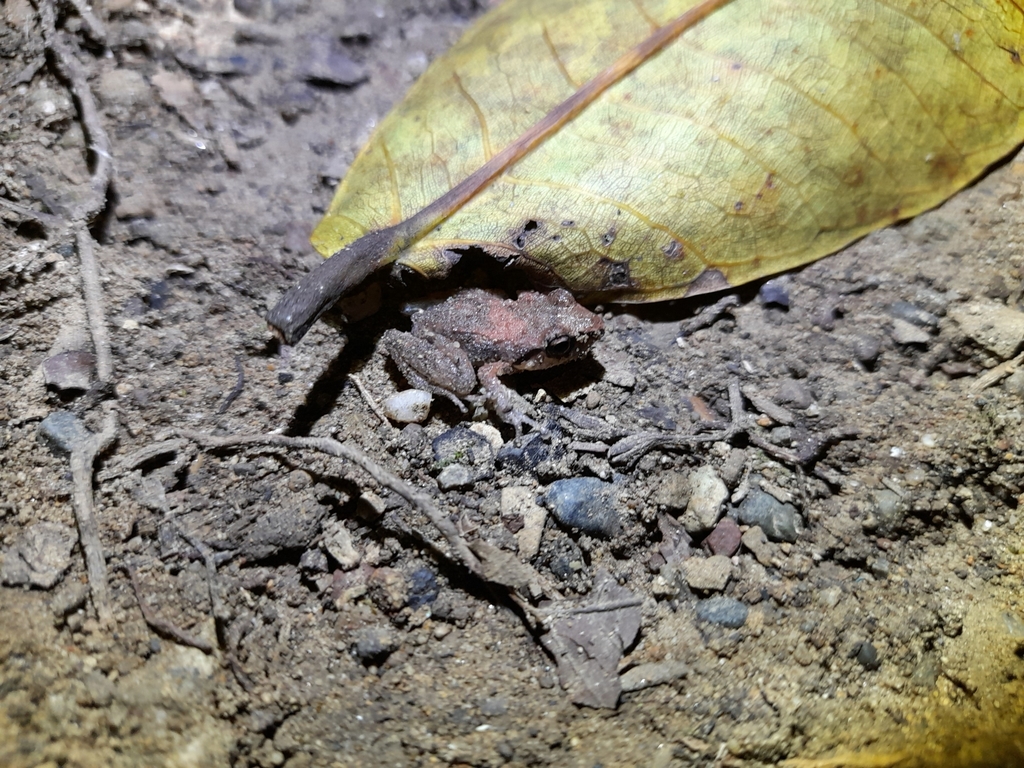 Rain Frogs from Jarabacoa 41000, República Dominicana on April 29, 2022 ...