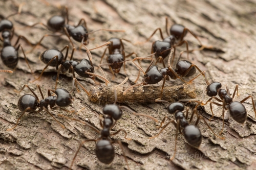 Lasius capitatus · iNaturalist