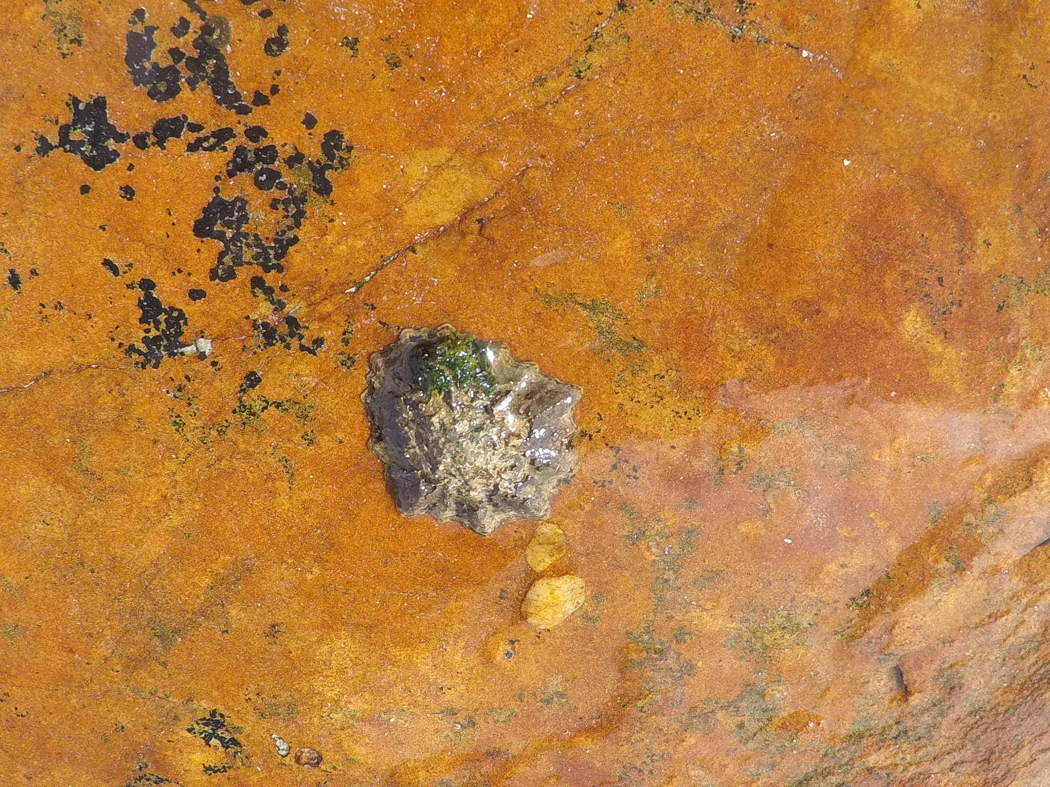 Cymbula oculus (Born, 1778)