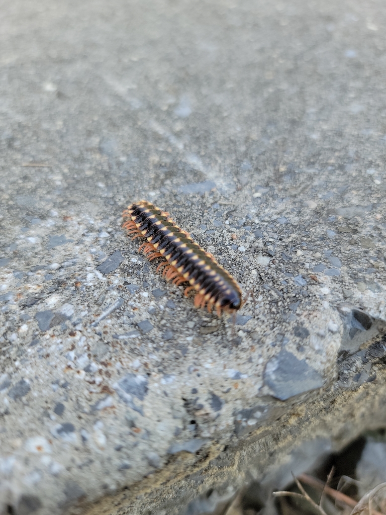 Georgia Flat-backed Millipede from Chatsworth on 30 April, 2022 at 08: ...
