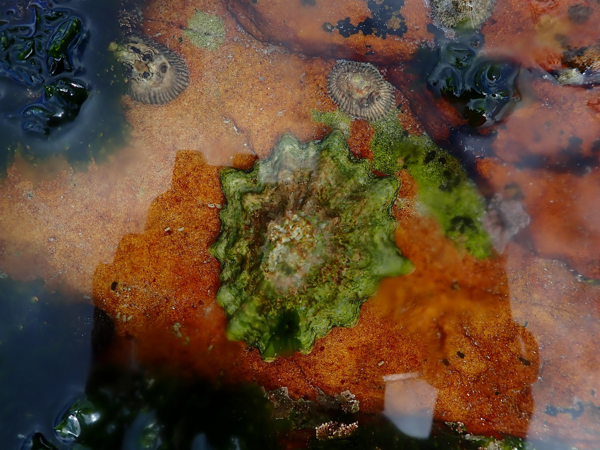 Cymbula oculus (Born, 1778)