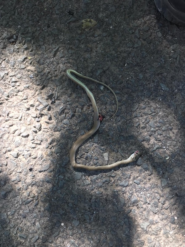 Green Whip Snake from Rue de Vauboyen, Bièvres, Île-de-France, FR on ...
