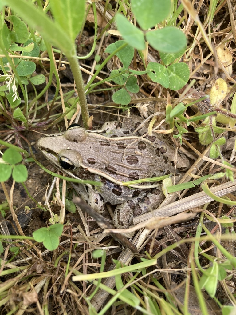 Southern Leopard Frog from Eastway Park, Charlotte, NC, US on April 13 ...