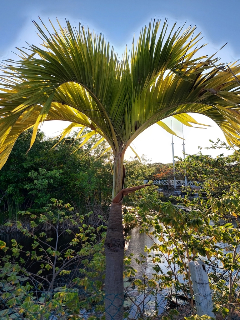 Manila Palm from Cd del Carmen, Camp., México on April 30, 2022 at 07: ...