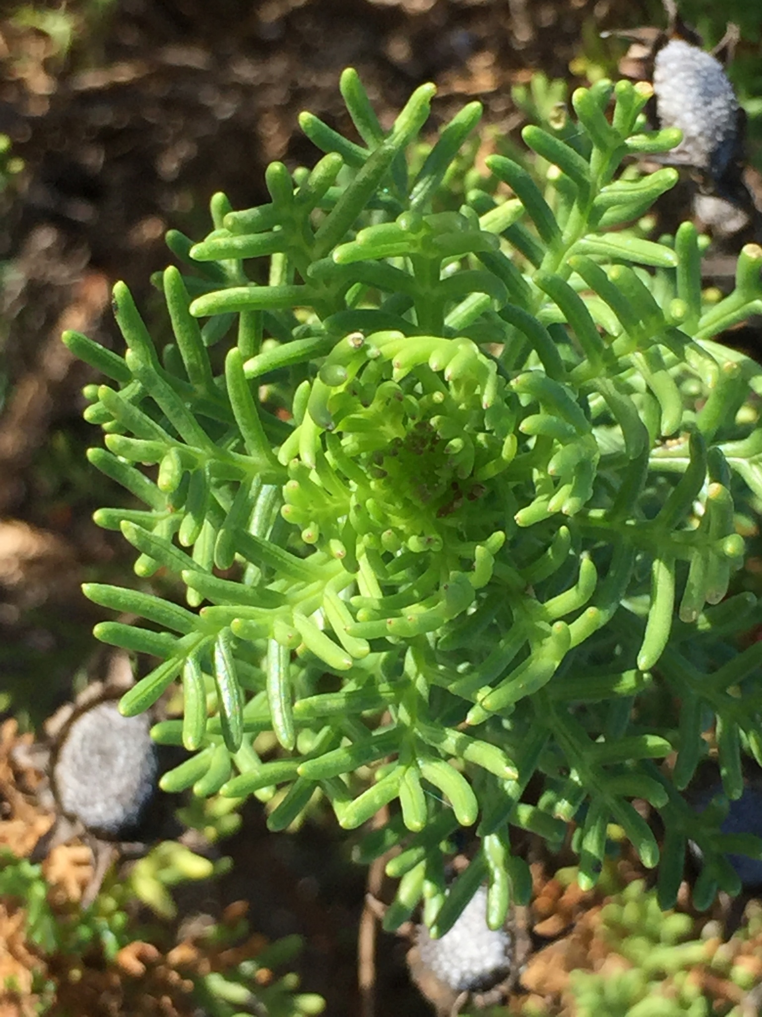 Othonna daucifolia J.C.Manning & Goldblatt