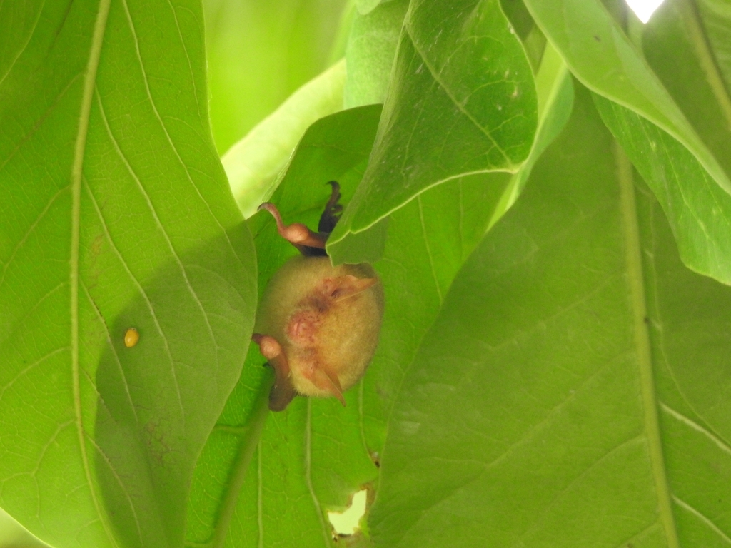 (Myotis formosus flavus) - Know Your Mammals