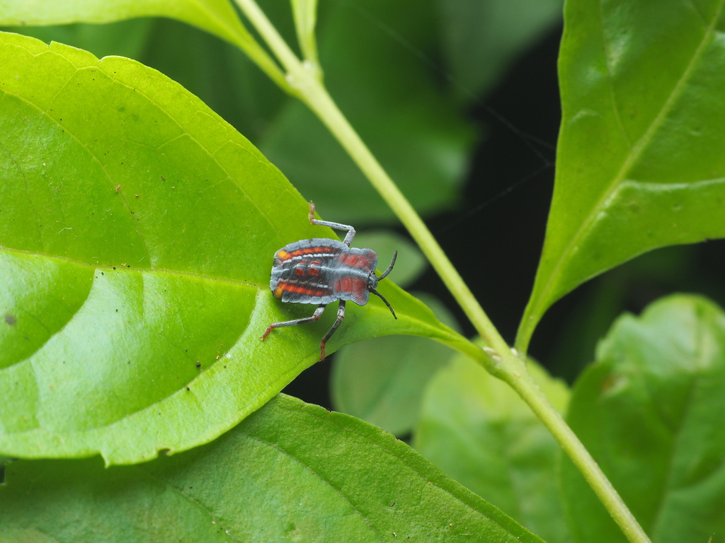 Lychee Stink Bug from 台灣新竹縣 on April 30, 2022 at 09:14 AM by 水牛 ...