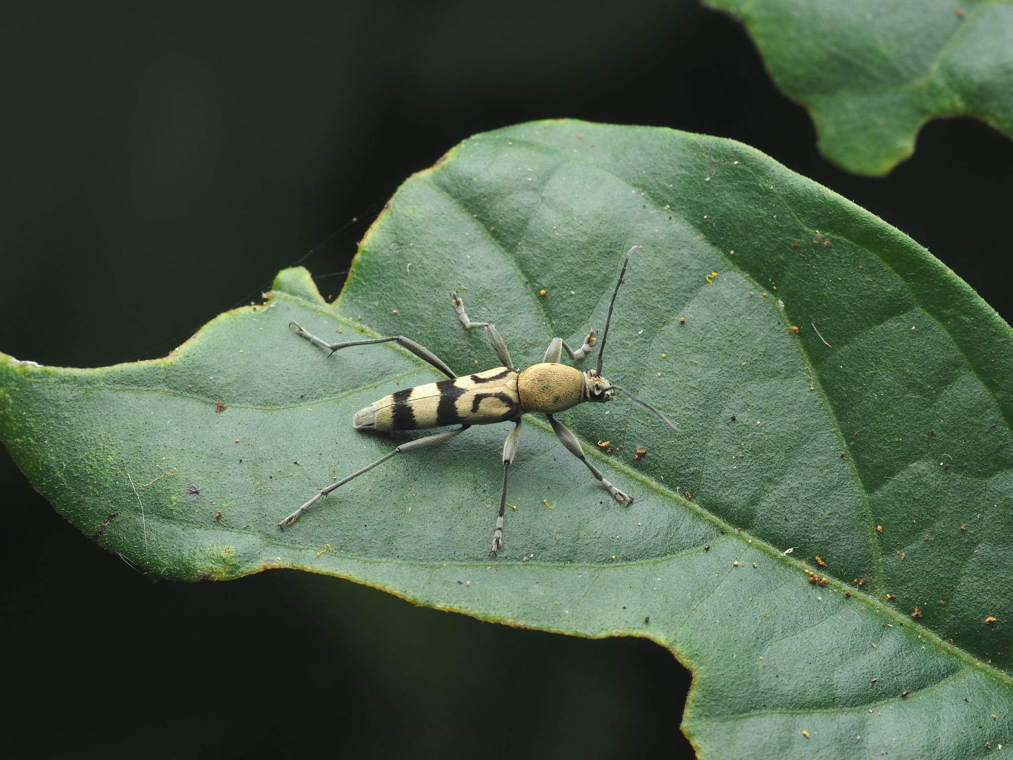 Chlorophorus signaticollis (Castelnau & Gory, 1841)
