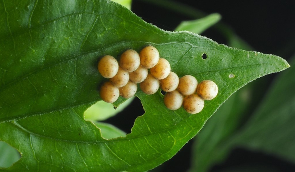 Lychee Stink Bug from 台灣新竹縣 on April 30, 2022 at 09:14 AM by 水牛 ...