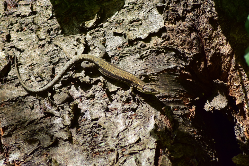 Bocage's Wall Lizard from Guimarães, Portugal on April 30, 2022 at 09: ...