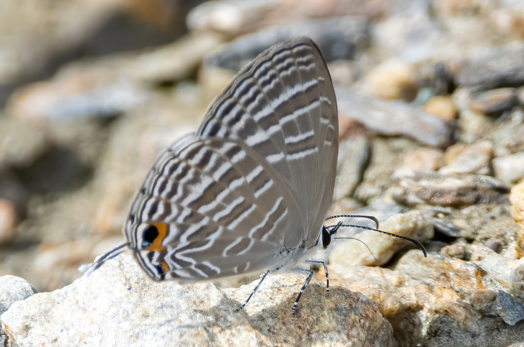 Common Cerulean from Liquica, Timor-Leste on April 29, 2022 at 10:26 AM ...