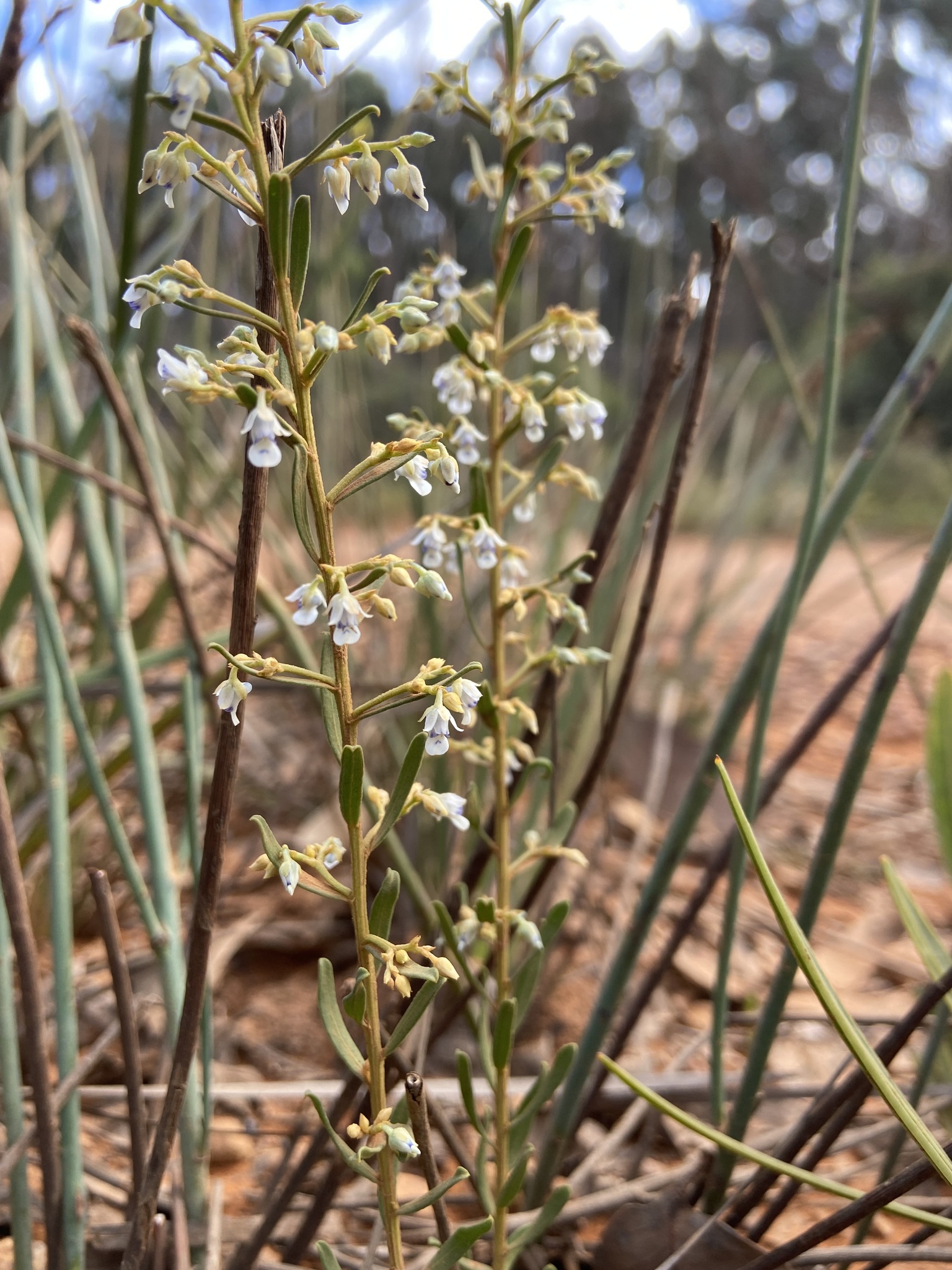 Pigea floribunda (Lindl.) Lindl.