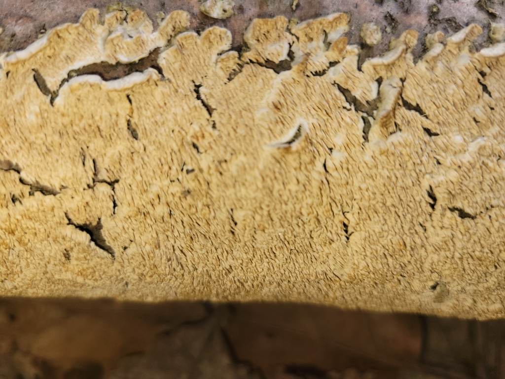 Milk-white Toothed Polypore from Carnegie, PA 15106, USA on April 30 ...