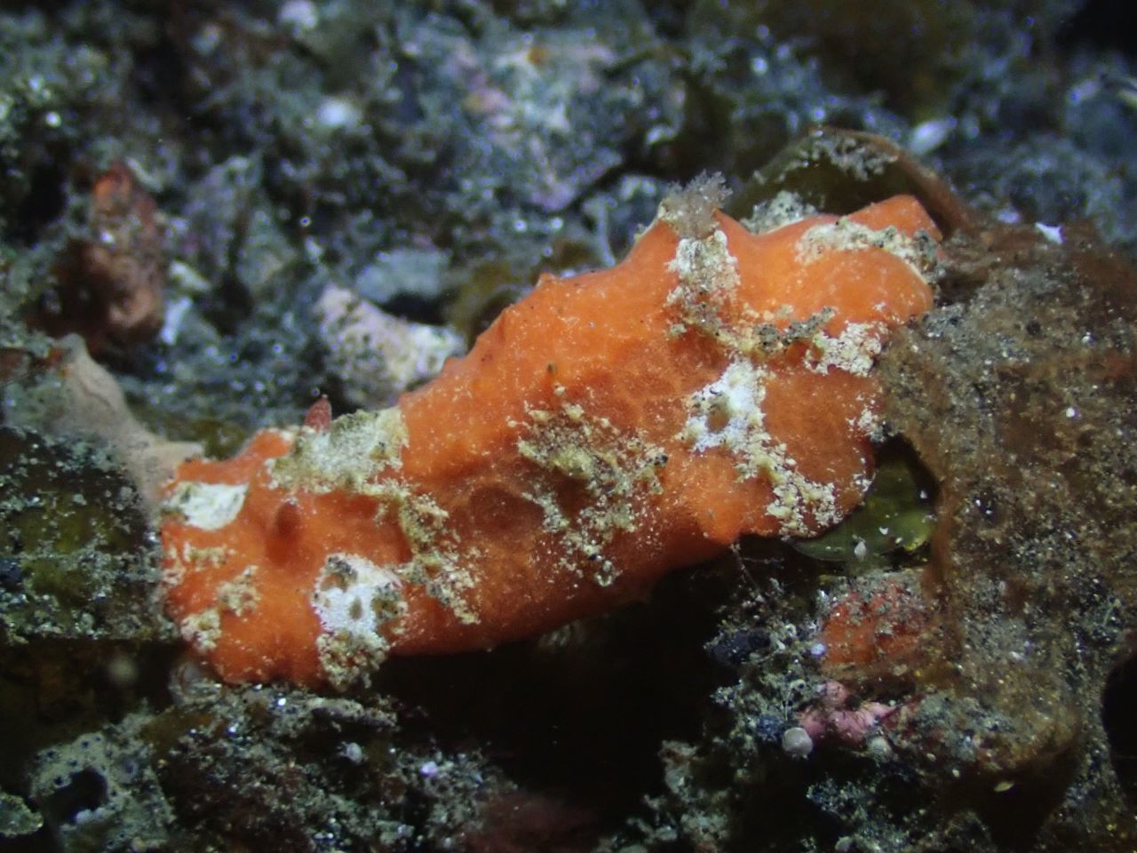 Sclerodoris tuberculata Eliot, 1904