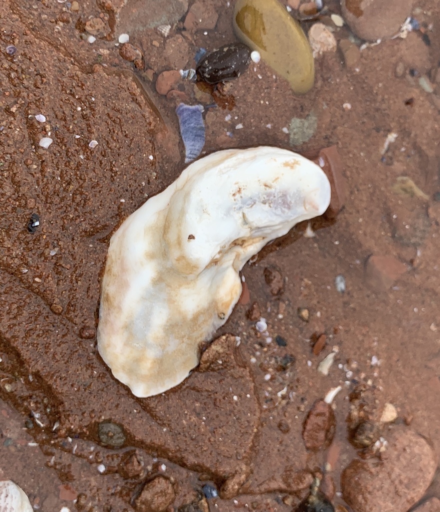 Eastern Oyster from Prince Edward Island, Stratford, PE, CA on April 29 ...