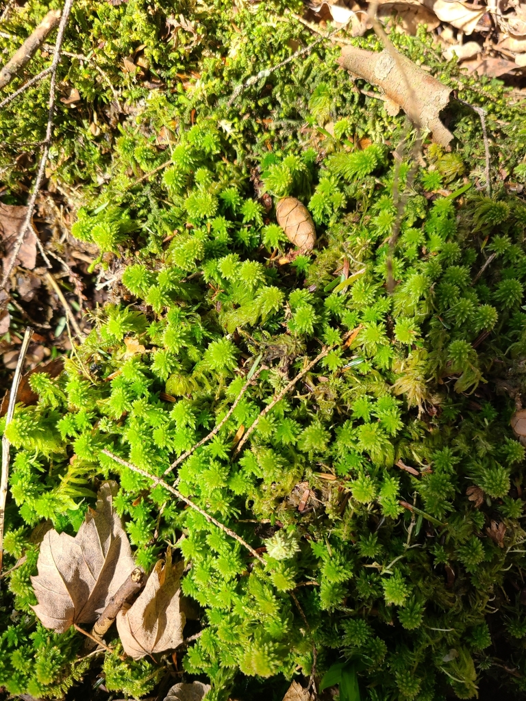 Narrowleaf Peatmoss from SUNY ESF Heiberg Memorial Forest on April 25 ...