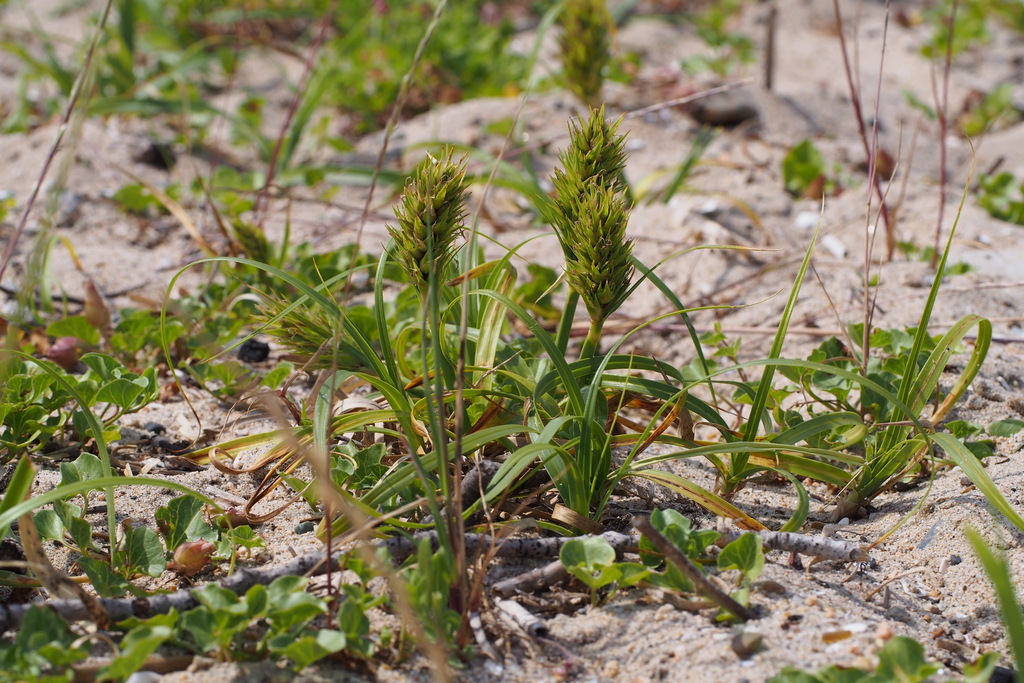 Is Sedge Invasive at Maya Hurley blog